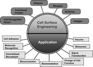 Yeast cell-surface display—applications of molecular display | SpringerLink