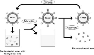 Yeast cell-surface display—applications of molecular display | SpringerLink