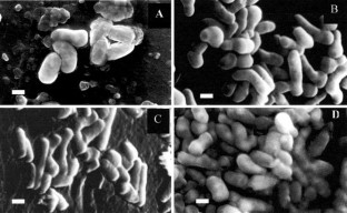 Colonization, biofilm formation and biodegradation of polyethylene by a ...