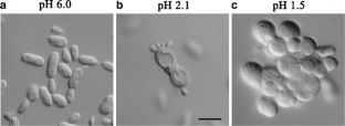 Production of pigment-free pullulan by swollen cell in Aureobasidium ...