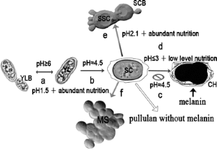 Production of pigment-free pullulan by swollen cell in Aureobasidium ...