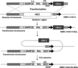 Marker-disruptive gene integration and URA3 recycling for multiple gene ...