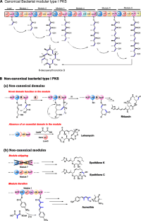 Iterative polyketide biosynthesis by modular polyketide synthases in bacteria | SpringerLink