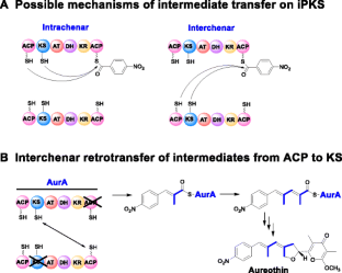 Iterative polyketide biosynthesis by modular polyketide synthases in bacteria | SpringerLink