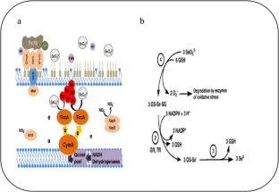 Biogenic selenium nanoparticles: current status and future prospects ...