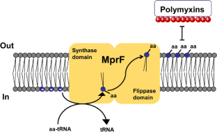 Mechanisms of bactericidal action and resistance of polymyxins for Gram ...