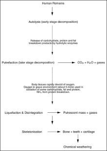 Review of human decomposition processes in soil | SpringerLink