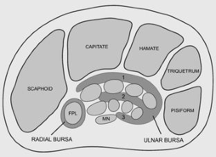 Radial and ulnar bursae of the wrist: cadaveric investigation of ...