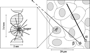 Auger radiation targeted into DNA: a therapy perspective | SpringerLink