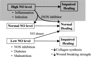 Nitric Oxide and Wound Healing | SpringerLink