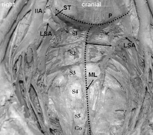 Surgical anatomy of the presacral area | SpringerLink