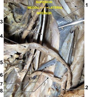 Anatomical considerations on the corona mortis | SpringerLink