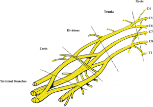 The prefixed and postfixed brachial plexus: a review with surgical ...