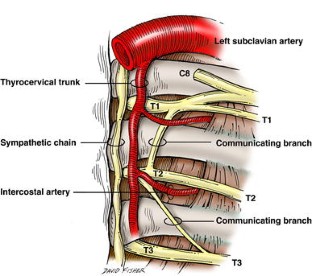 The prefixed and postfixed brachial plexus: a review with surgical ...