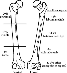 The demonstration of the number, course, and the location of nutrient ...