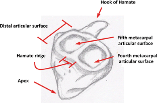 The vascular basis of the hemi-hamate osteochondral free flap. Part 2 ...