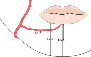 What is the difference between the inferior labial artery and the ...