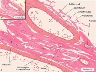The blood supply to the sacrotuberous ligament | SpringerLink