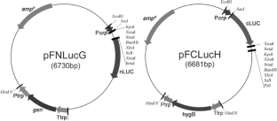 A split luciferase complementation assay for studying in vivo protein ...