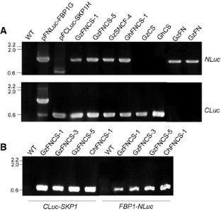 A split luciferase complementation assay for studying in vivo protein ...