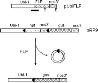 Utility of the FLP- FRT recombination system for genetic manipulation ...