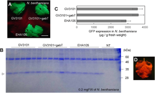 Efficient transient protein expression in tomato cultivars and wild ...