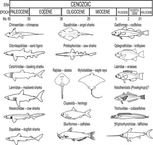 The nature of the diversity of Antarctic fishes | SpringerLink