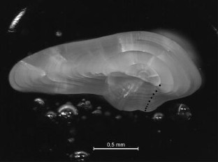 Aspects of the biology of the Antarctic dragonfish Gerlachea australis ...