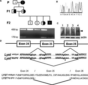 Grey , a novel mutation in the murine Lyst gene, causes the beige ...