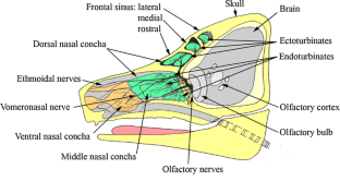 Genetics of canine olfaction and receptor diversity | SpringerLink