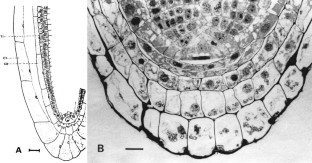 The Root Cap: Cell Dynamics, Cell Differentiation and Cap Function ...