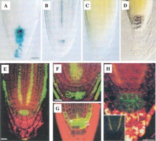 The Root Cap: Cell Dynamics, Cell Differentiation and Cap Function ...