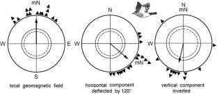 Magnetic orientation and magnetoreception in birds and other animals ...