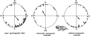 Magnetic orientation and magnetoreception in birds and other animals ...