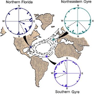 Magnetic orientation and magnetoreception in birds and other animals ...
