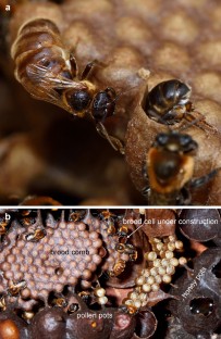Stingless bees and their adaptations to extreme environments | SpringerLink
