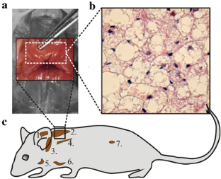 Brown adipose tissue: physiological function and evolutionary ...