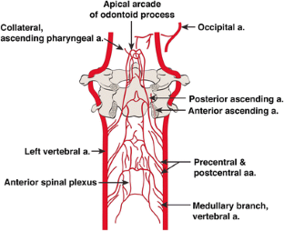 The odontoid process: a comprehensive review of its anatomy, embryology ...