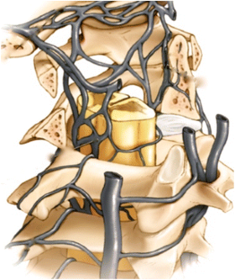 The odontoid process: a comprehensive review of its anatomy, embryology ...