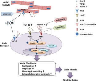The crucial role of activin A/ALK4 pathway in the pathogenesis of Ang ...