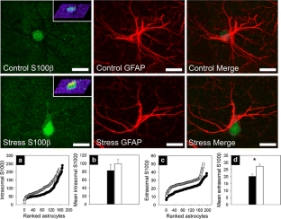Chronic stress-induced disruption of the astrocyte network is driven by ...