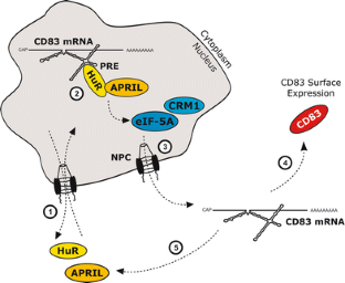 CD83: an update on functions and prospects of the maturation marker of ...
