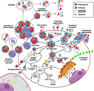 Tryptase as a polyfunctional component of mast cells | SpringerLink
