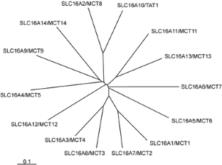 The SLC16 gene family—from monocarboxylate transporters (MCTs) to ...