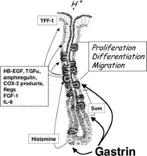 Gastrin: old hormone, new functions | SpringerLink