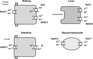 Sodium-coupled dicarboxylate and citrate transporters from the SLC13 ...