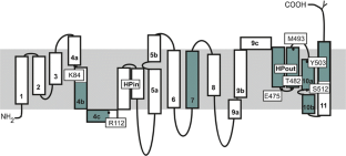 Sodium-coupled dicarboxylate and citrate transporters from the SLC13 ...