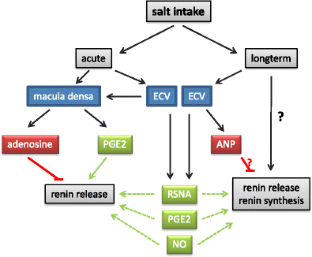 Salt feedback on the renin-angiotensin-aldosterone system | SpringerLink