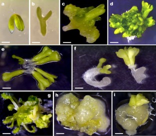 Leafy cotyledon genes are essential for induction of somatic ...
