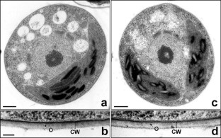 Late type of daughter cell wall synthesis in one of the Chlorellaceae ...